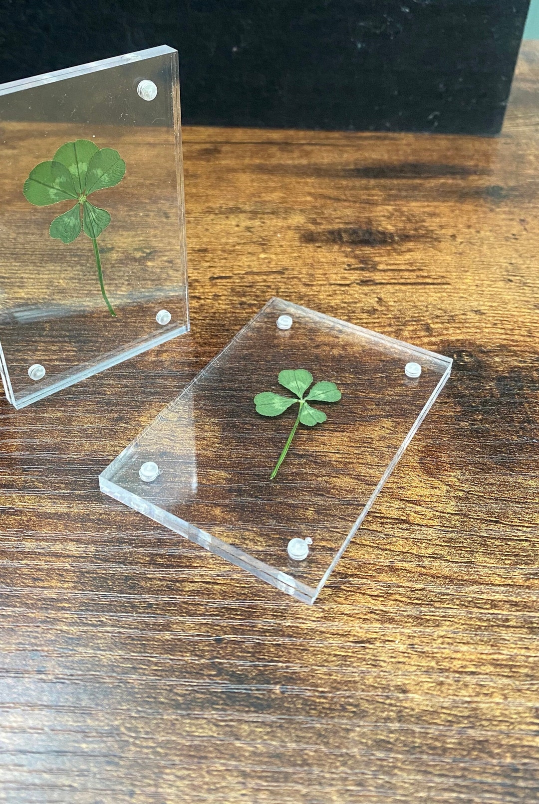 Genuine Preserved Four Leaf Clover Clear Acrylic Desktop REAL Four Leaf ...