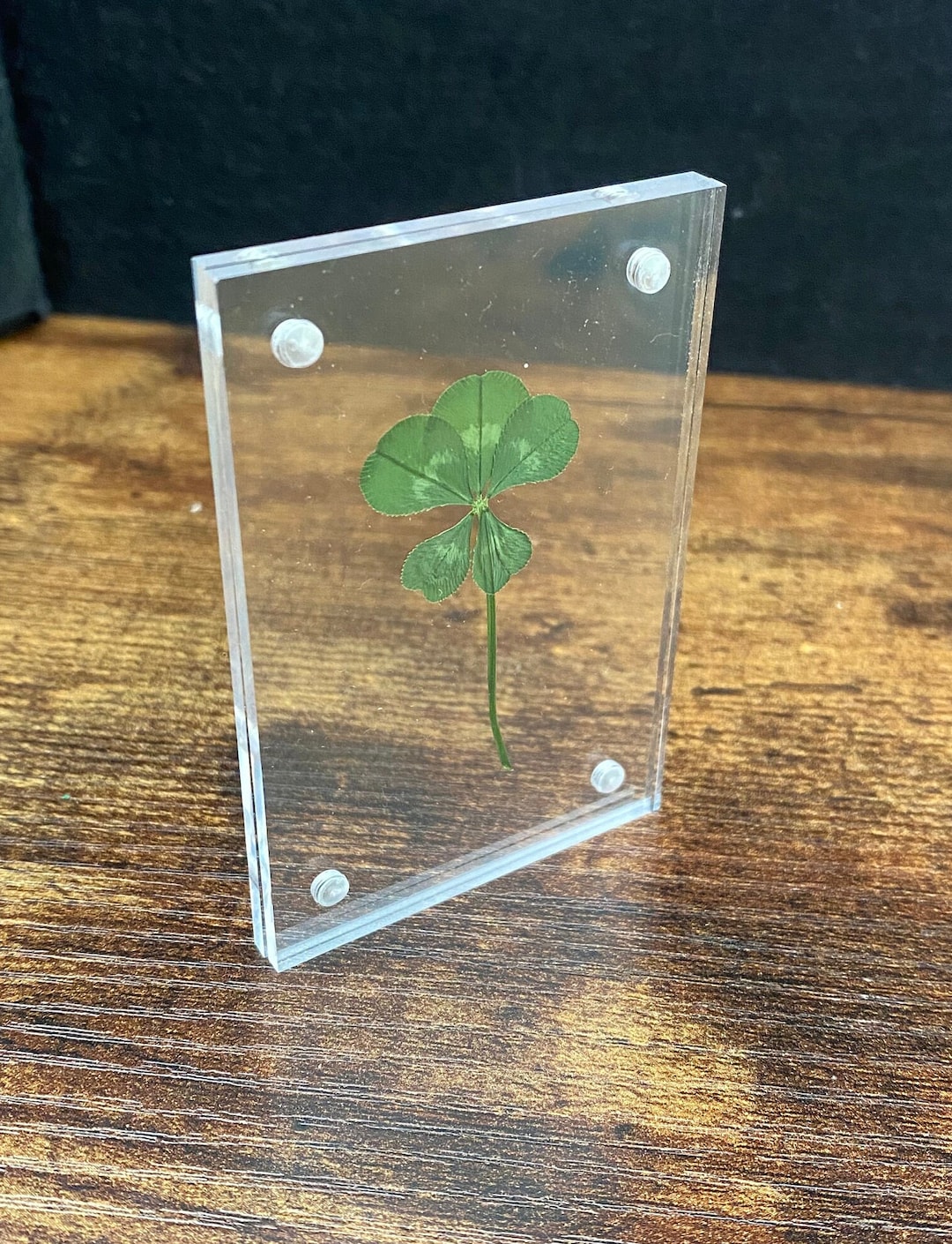 Genuine Preserved Five Leaf Clover Clear Acrylic Desktop REAL Four Leaf ...