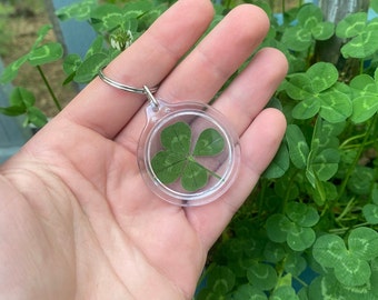 Real Four Leaf Clover - LAMINATED - 4 Leaf Clover - Lucky Charm - Scrap ...