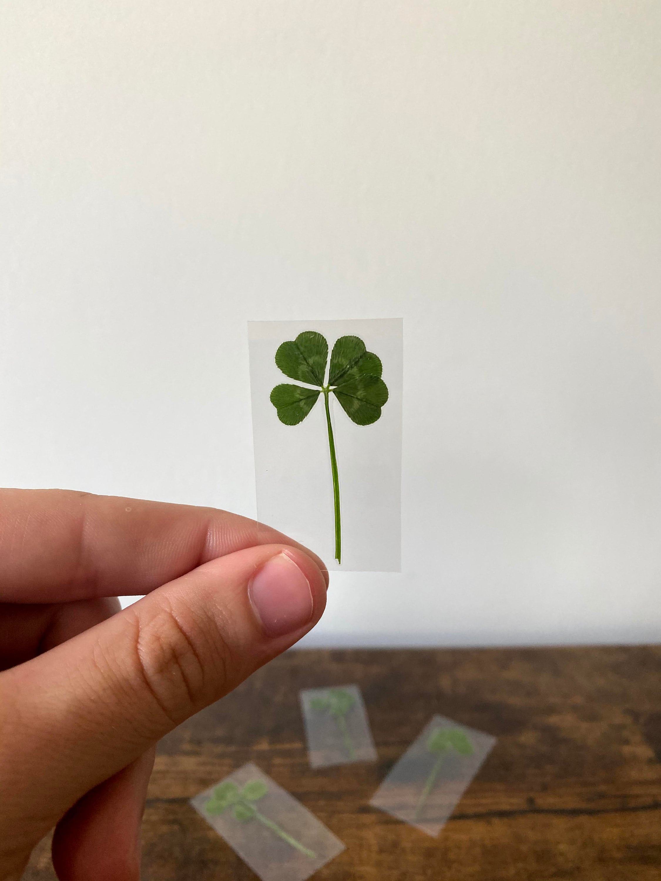 Real Four Leaf Clover LAMINATED 4 Leaf Clover Lucky - Etsy