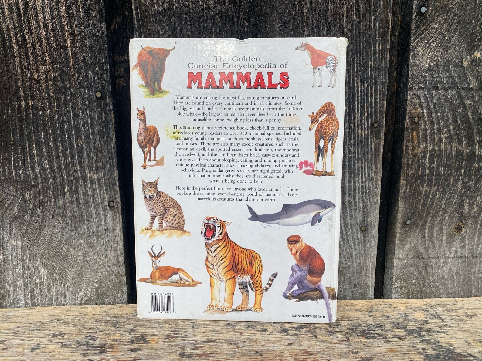 1990s Mammal Book Kids Mammal Book Childrens Book | Etsy