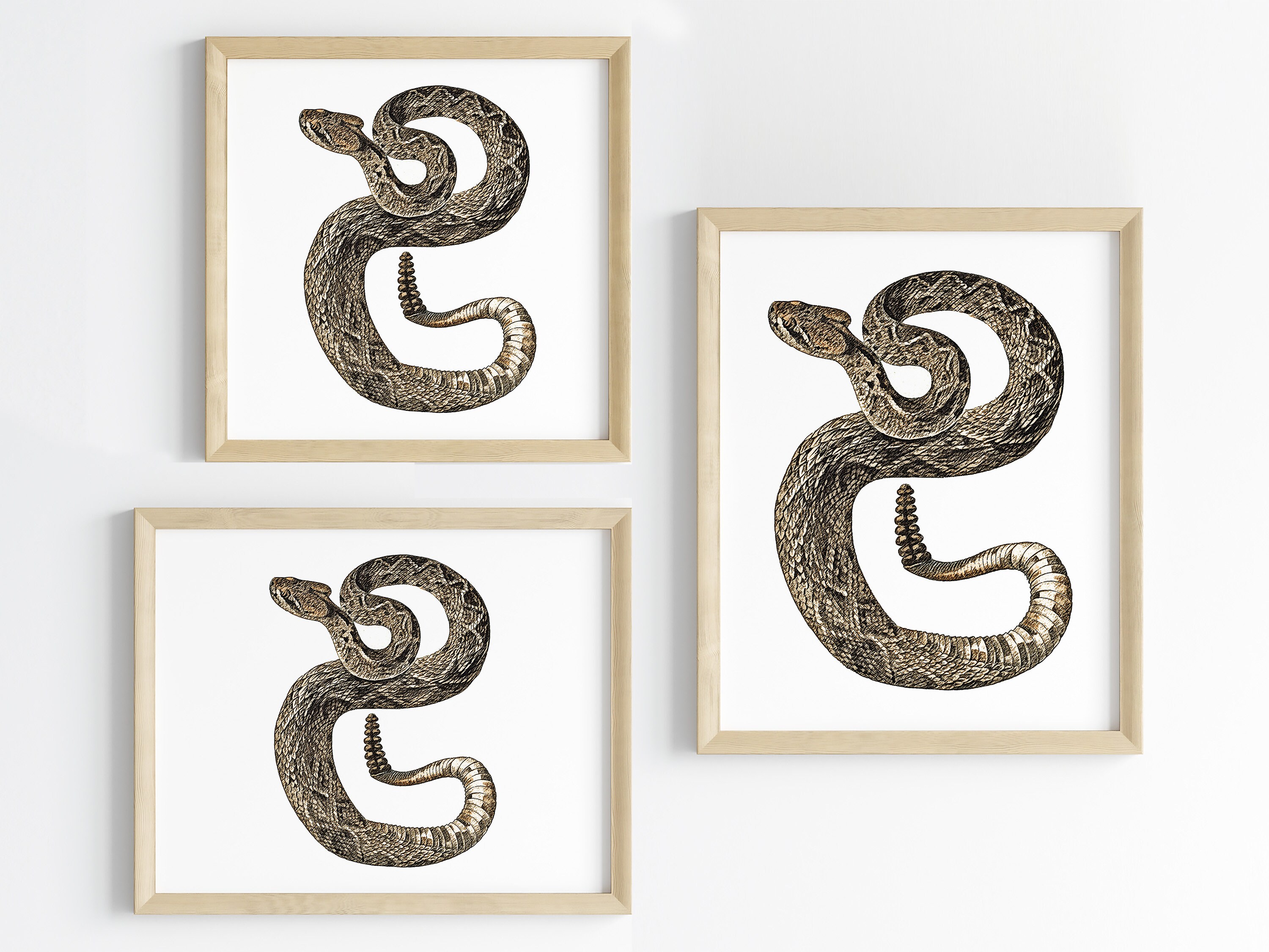 Rattle Snake Sketch Printable Wall Art Wildlife Inspired Realistic ...