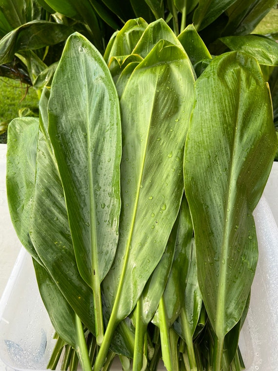 Fresh Hawaiian Ti Leaves - Etsy