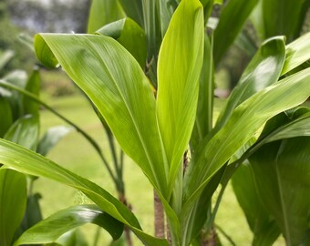 Fresh Ti Leaves - Etsy