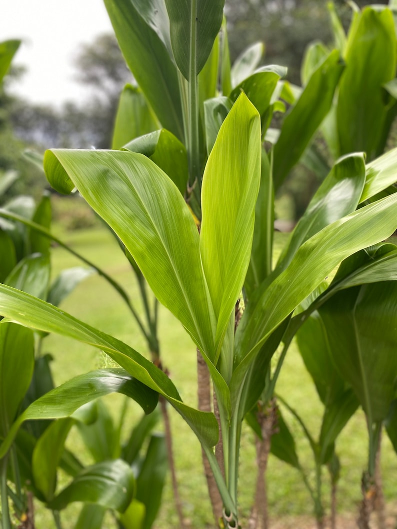 Fresh Hawaiian Ti Leaves | Etsy