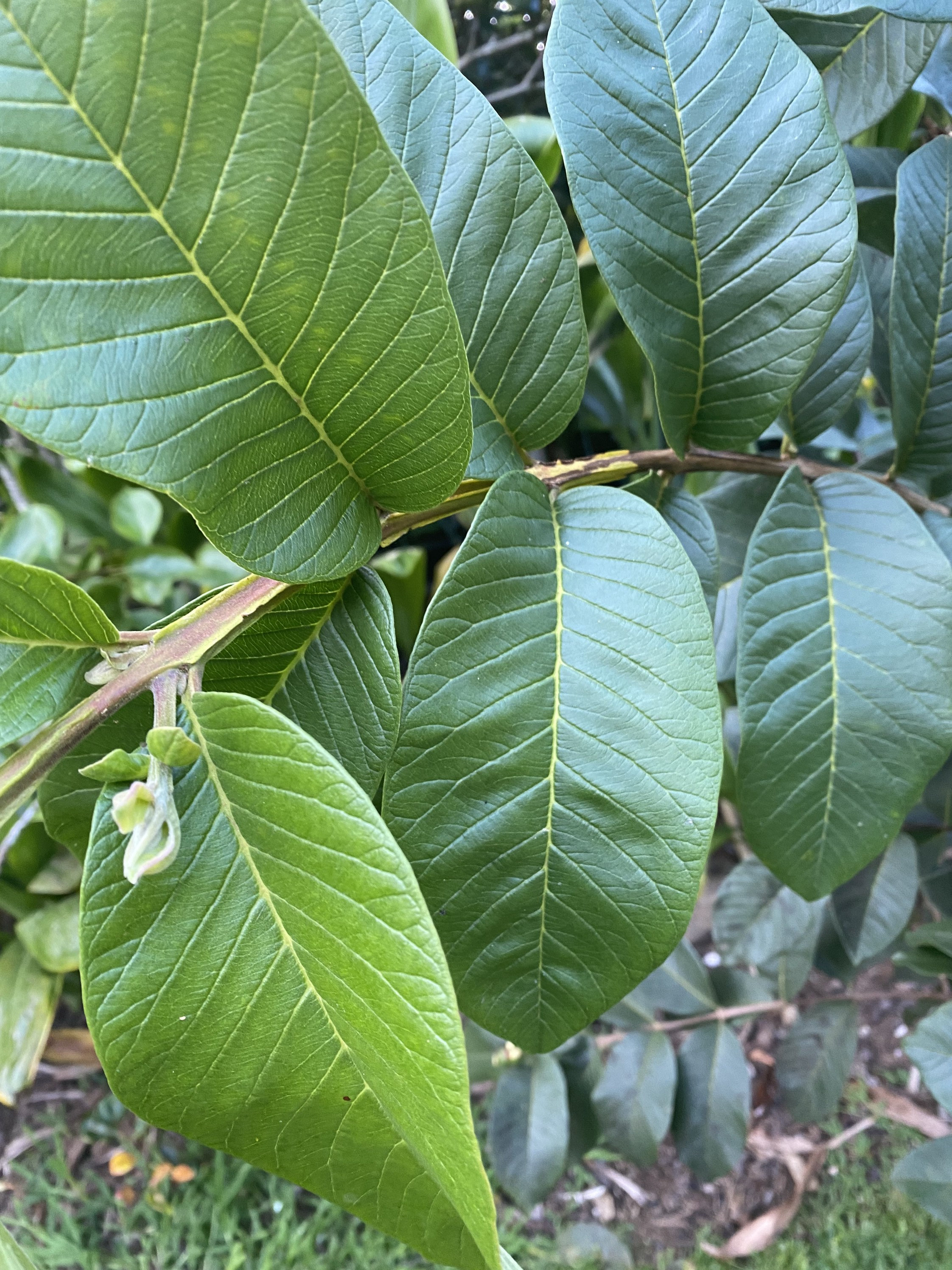 Guava Tree Leaf