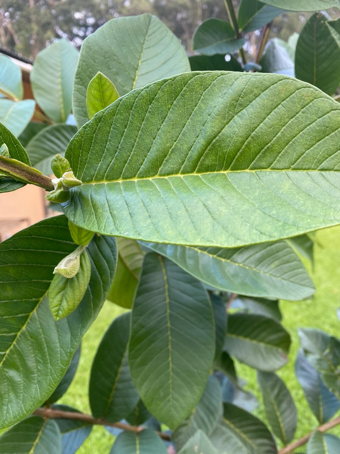 Fresh Guava Leaves - Etsy