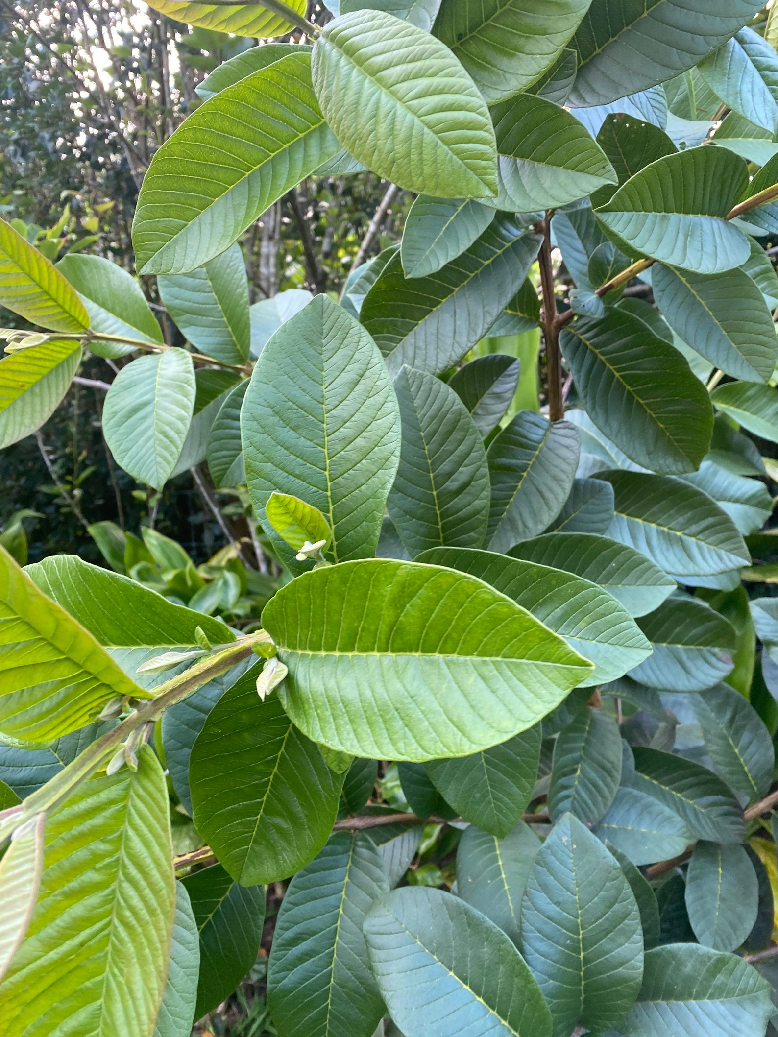 Fresh Guava Leaves - Etsy