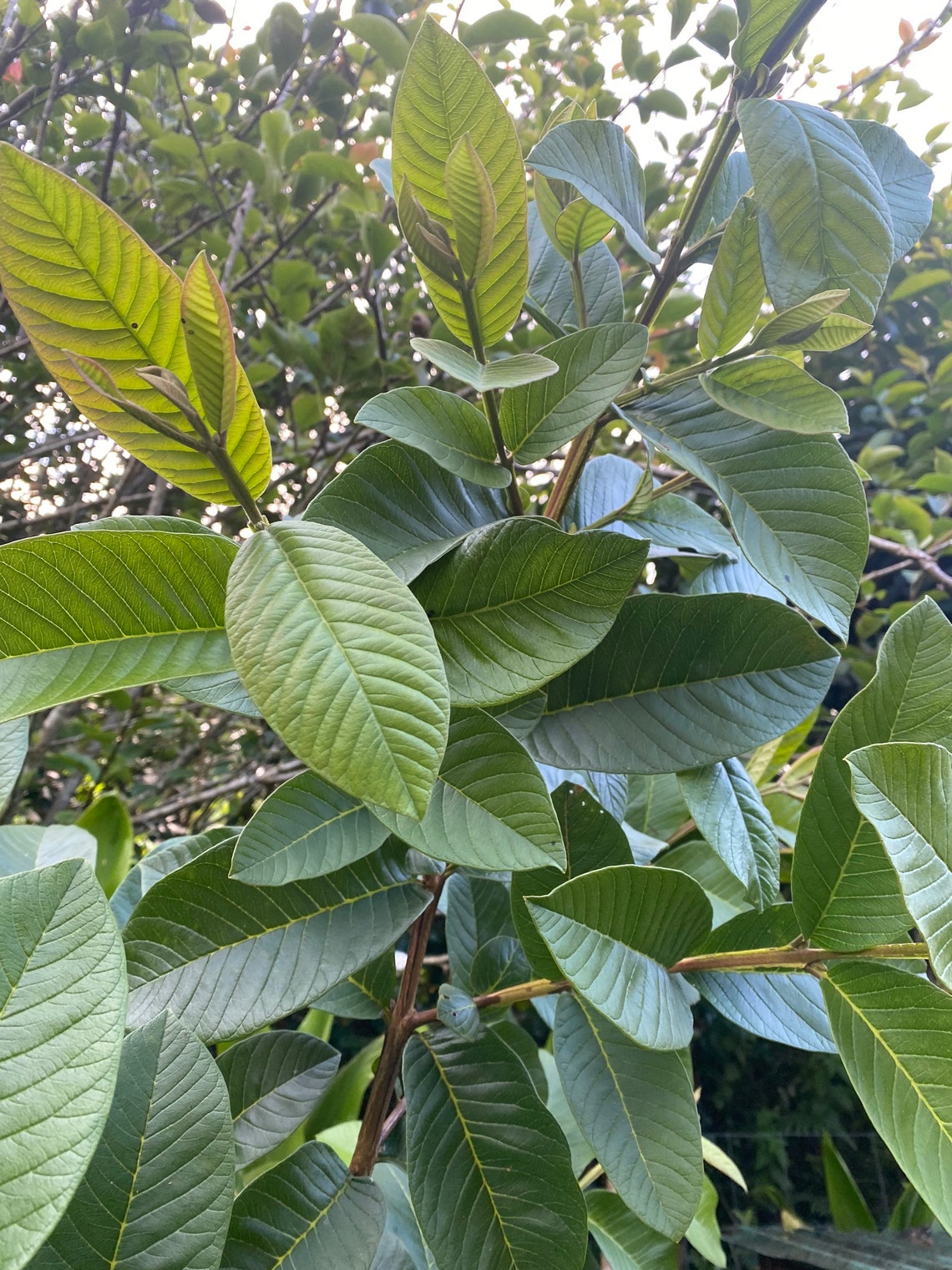 Fresh Guava Leaves - Etsy