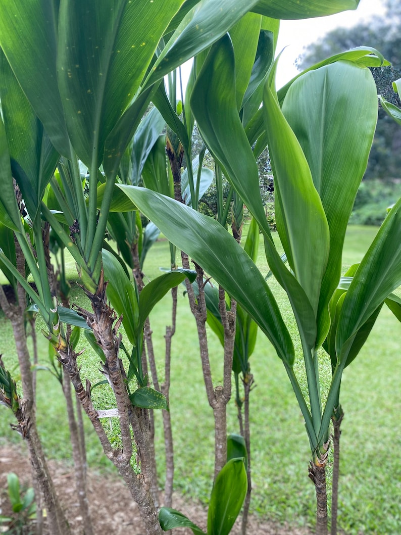 Fresh Hawaiian Ti Leaves | Etsy
