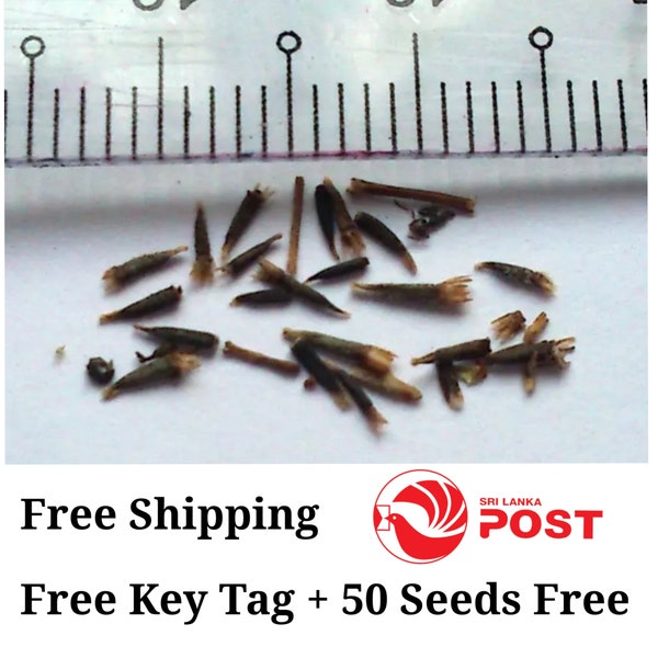 Salvia Divinorum Seeds - Etsy