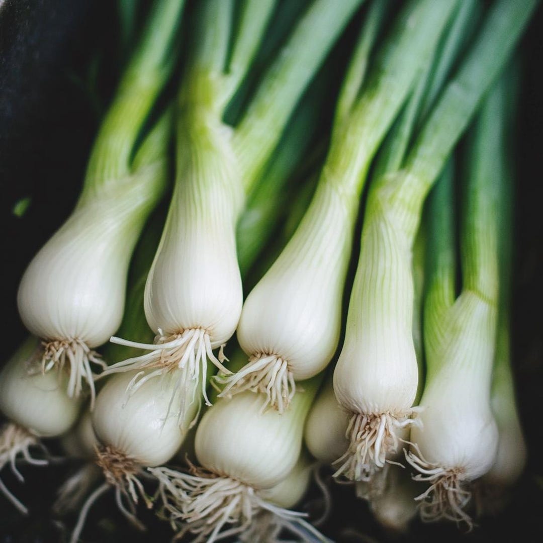Tokyo Long White Bunching Onion Seeds - Heirloom, Non-gmo, Open ...