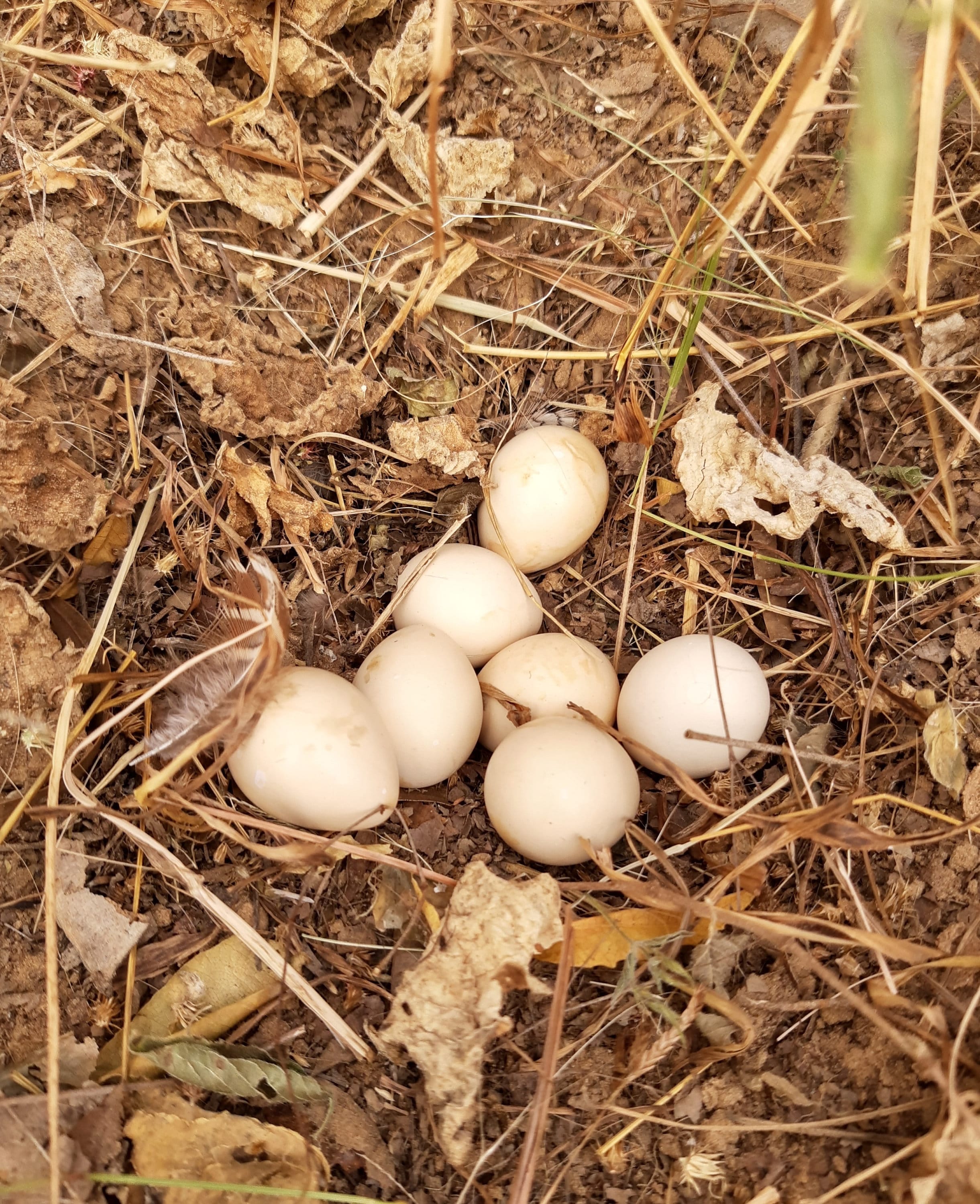 Khaki Campbell Duck Eggs