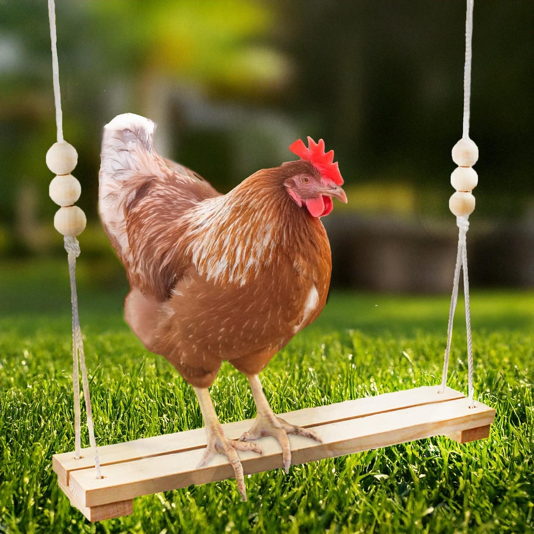 Chicken Swing Toy for Coop – Wooden Chicken Perch for Hens, Chicks ...
