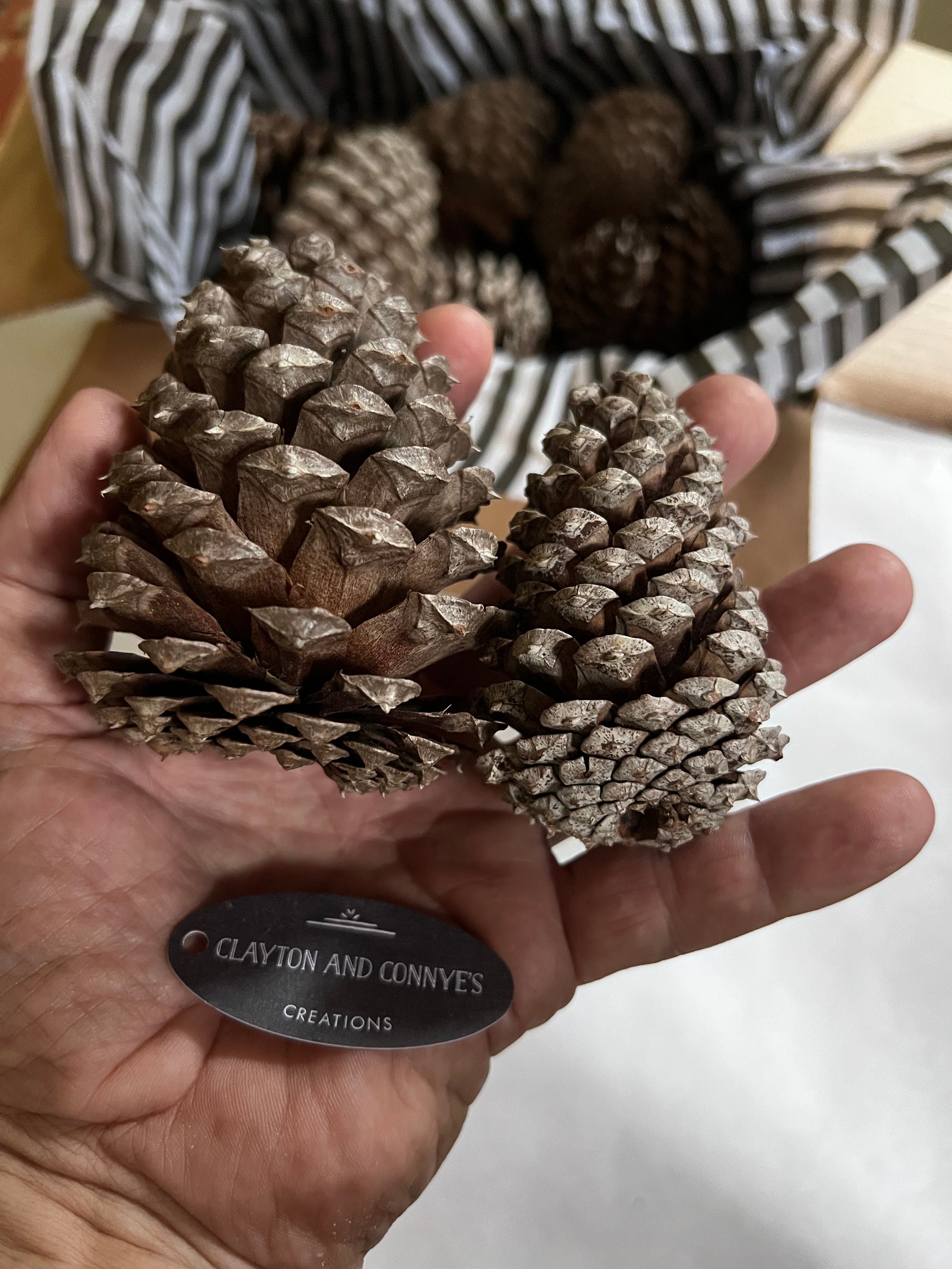 24 Georgia Loblolly Medium-large Pine Cones-free Ship Domestic - Etsy