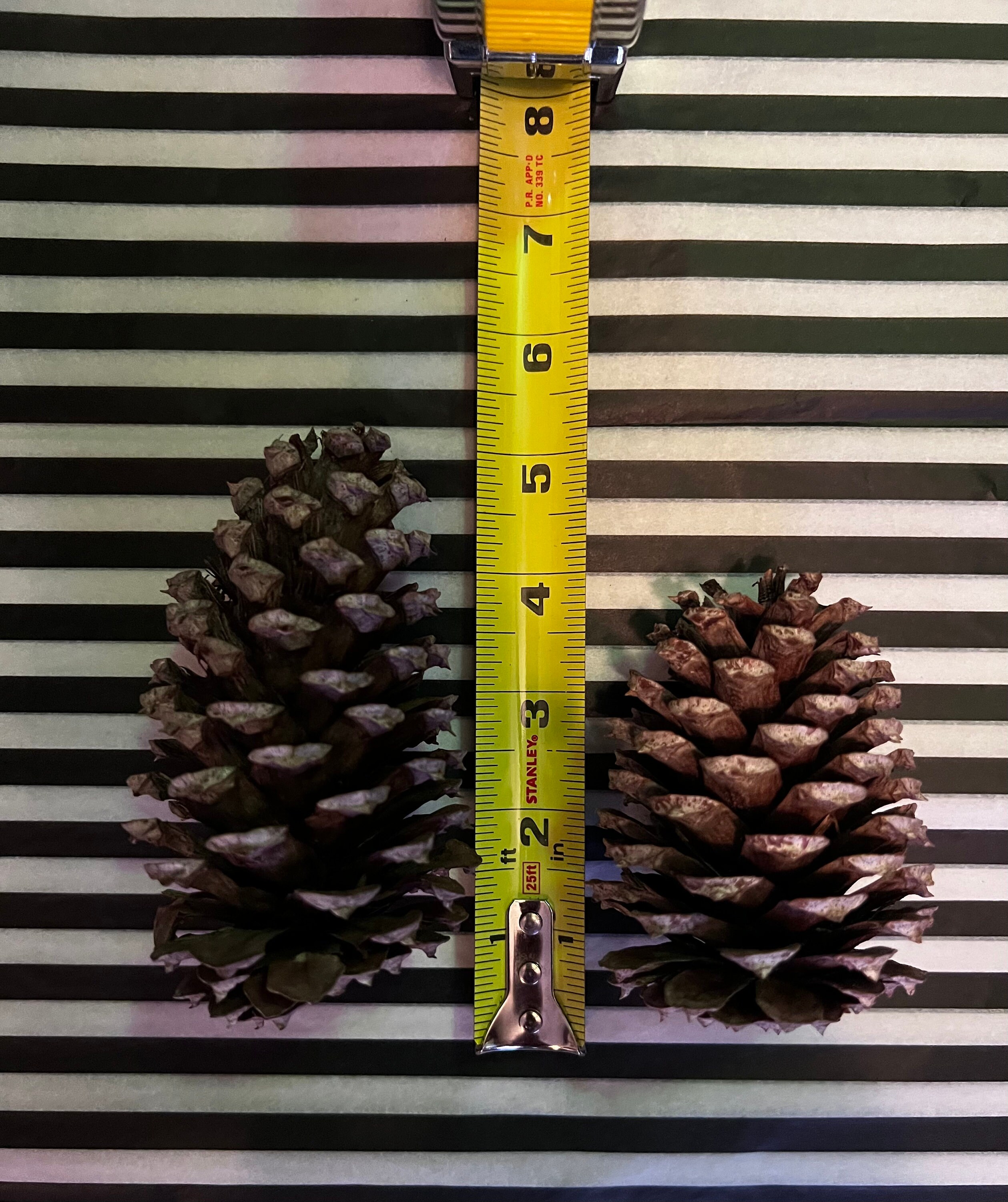 24 Georgia Loblolly Medium-large Pine Cones-free Ship Domestic - Etsy