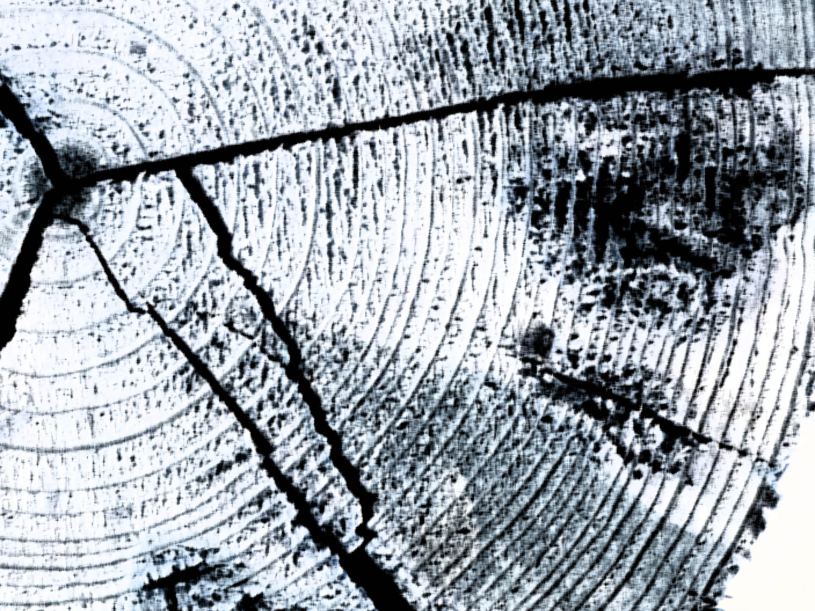 Split Tree Trunk Minimalist Photography Grey INSTANT - Etsy