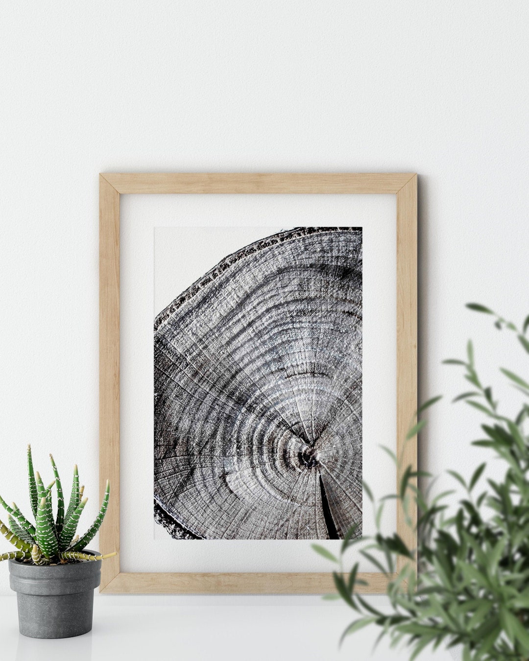 Beech Tree Ring Photography INSTANT DOWNLOAD Printable Art - Etsy