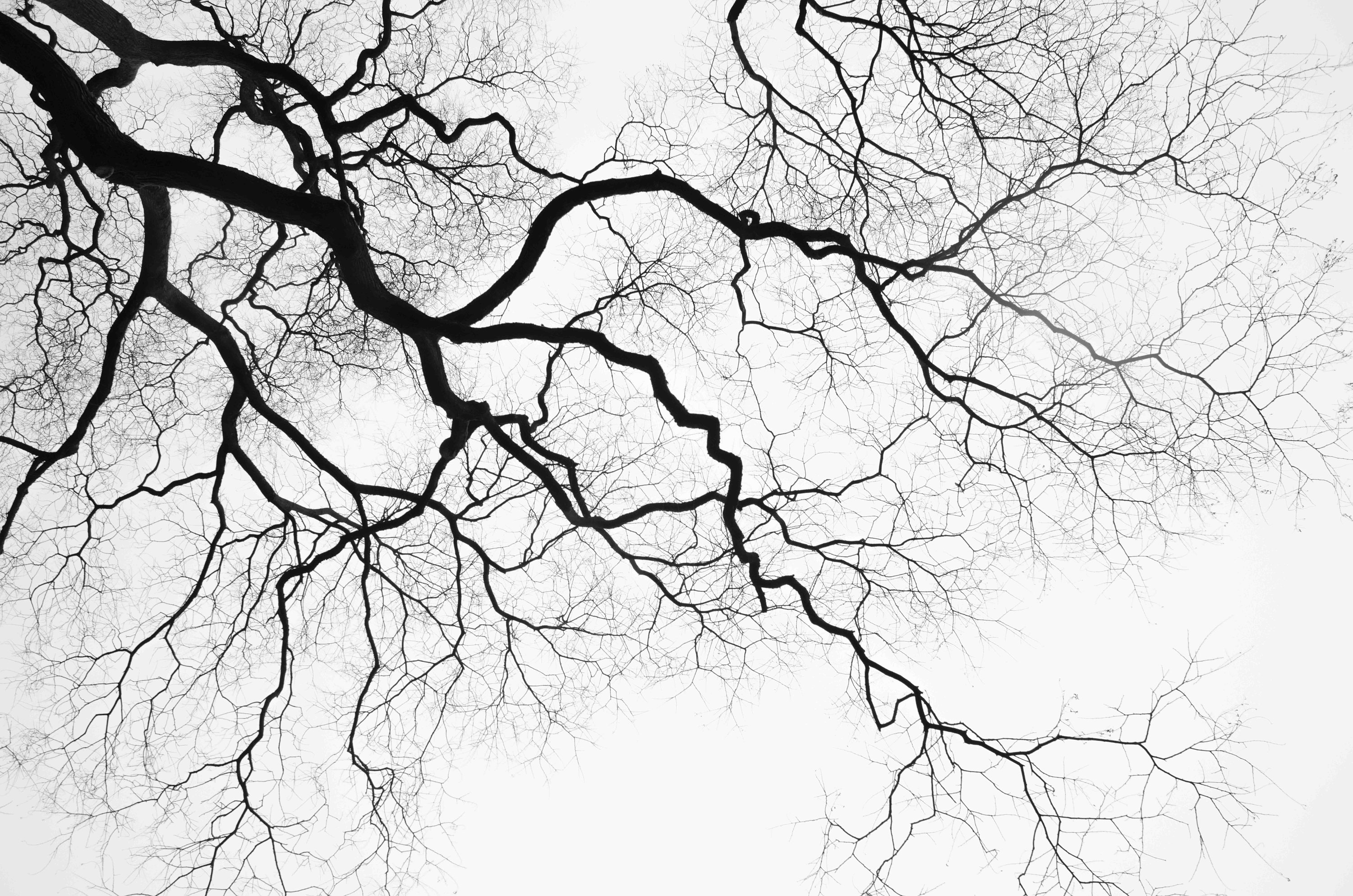Gnarly Tree Branches, Black & White Nature Photography, INSTANT ...