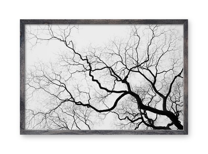 Gnarly Tree Branches, Black & White Nature Photography, INSTANT ...