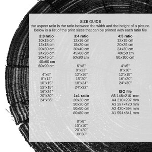 Beech Tree Ring Photography INSTANT DOWNLOAD Printable Art - Etsy