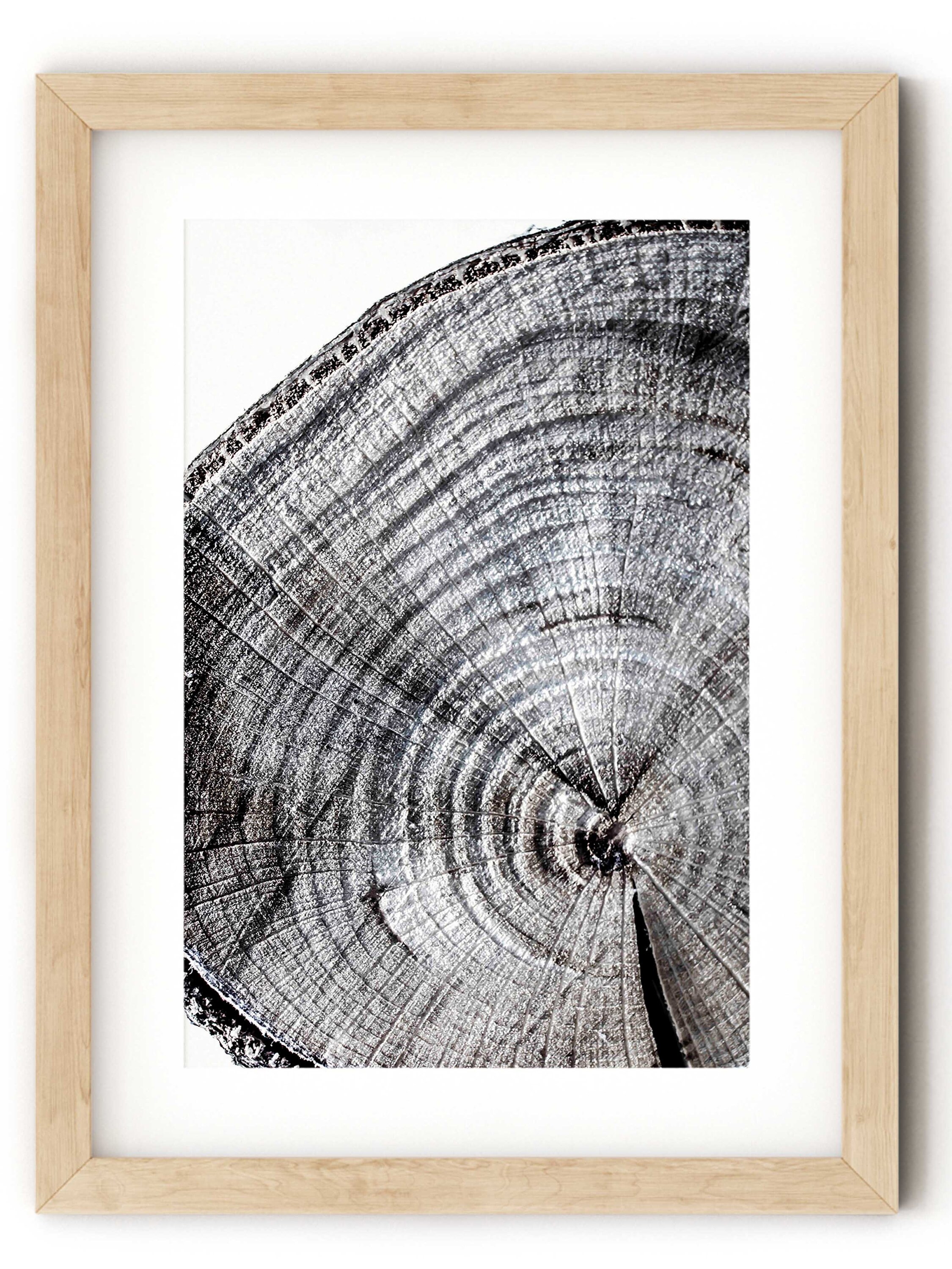 Beech Tree Ring Photography INSTANT DOWNLOAD Printable Art - Etsy
