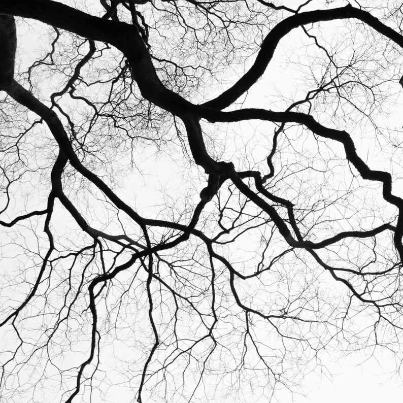 Gnarly Tree Branches, Black & White Nature Photography, INSTANT ...