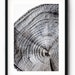 Beech Tree Ring Photography INSTANT DOWNLOAD Printable Art - Etsy