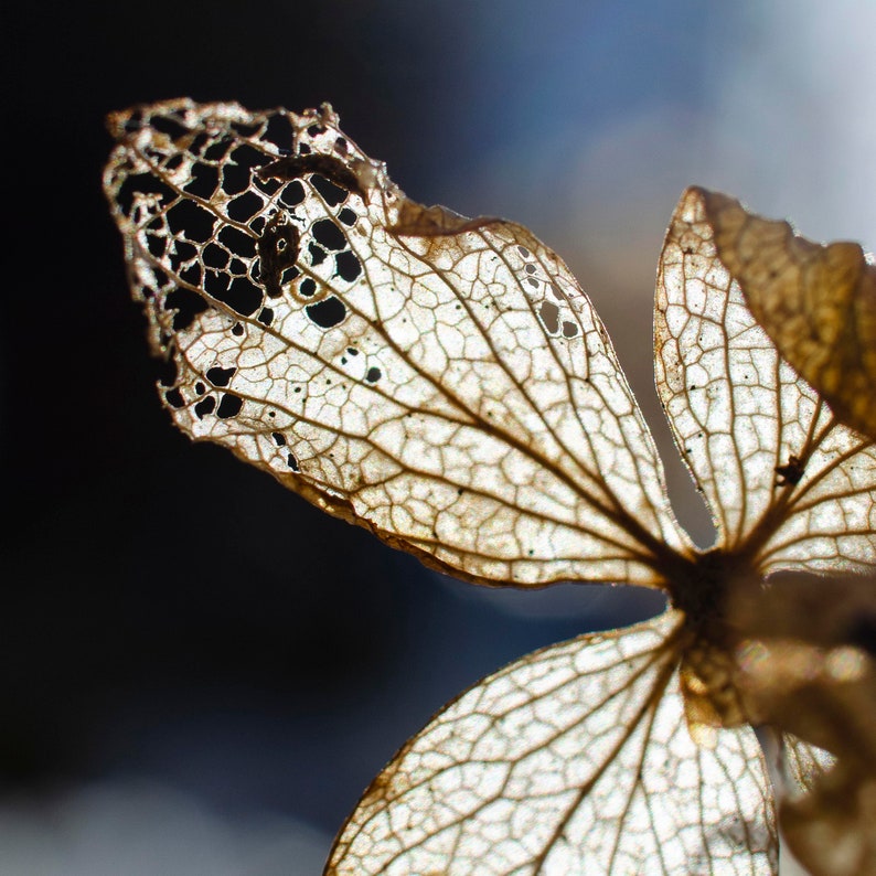 Decomposing Leaves Macro Photography Blue and Gold INSTANT - Etsy