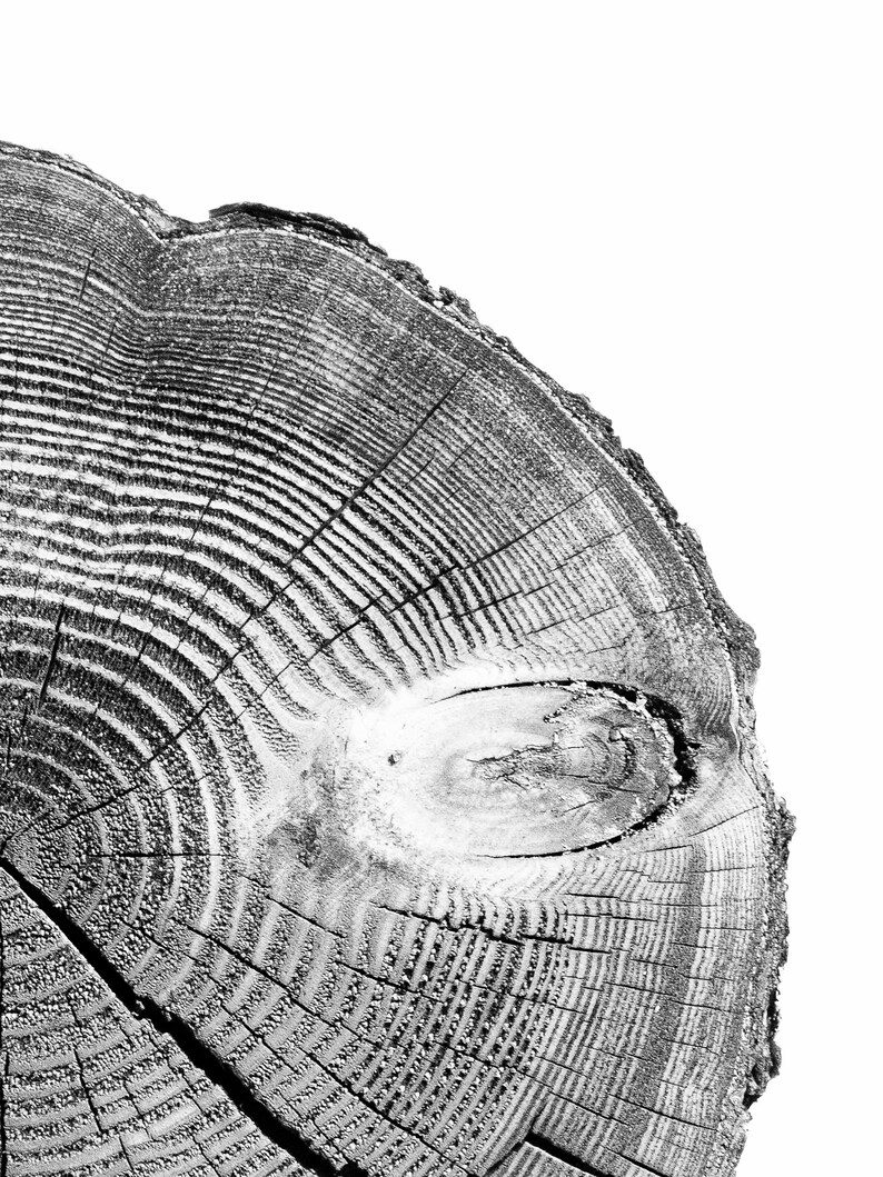 Split Tree Trunk Minimalist Photography 2 Pictures Black | Etsy