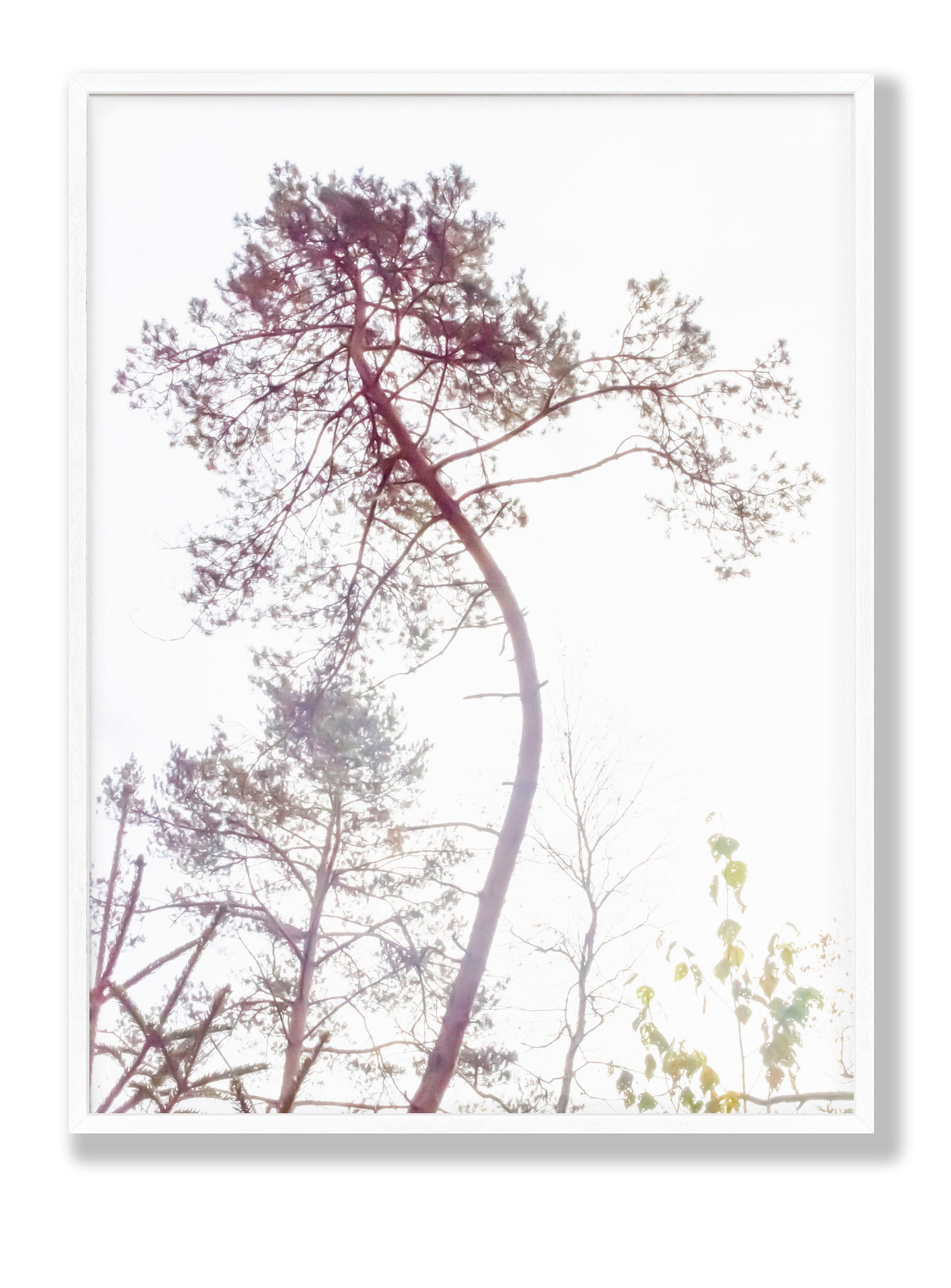 Bending Tree, Stylized Minimaliist Photography, Red Yellow and White ...