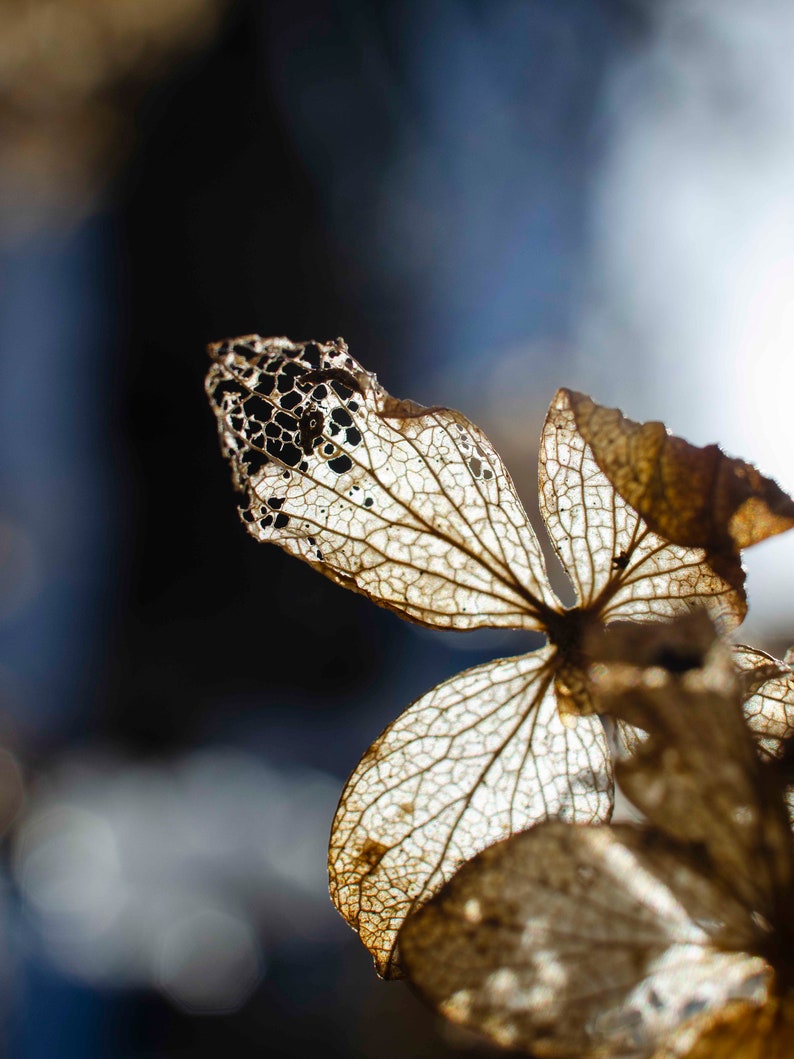 Decomposing Leaves Macro Photography Blue and Gold INSTANT - Etsy