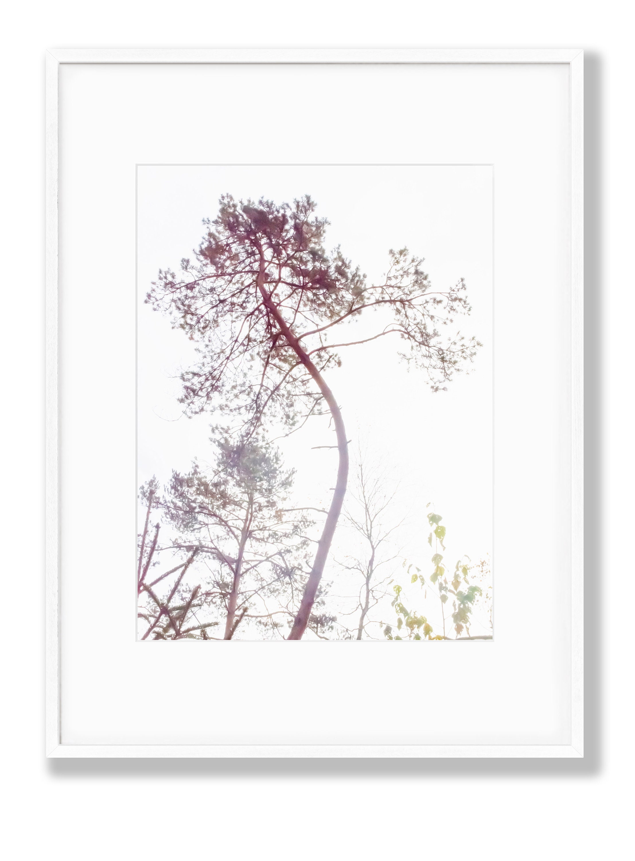 Bending Tree, Stylized Minimaliist Photography, Red Yellow and White ...