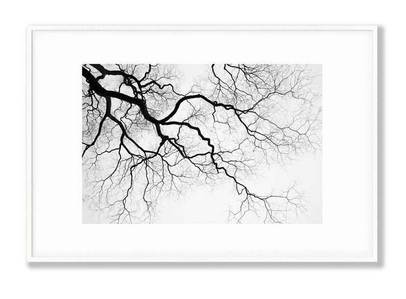 Gnarly Tree Branches, Black & White Nature Photography, INSTANT ...