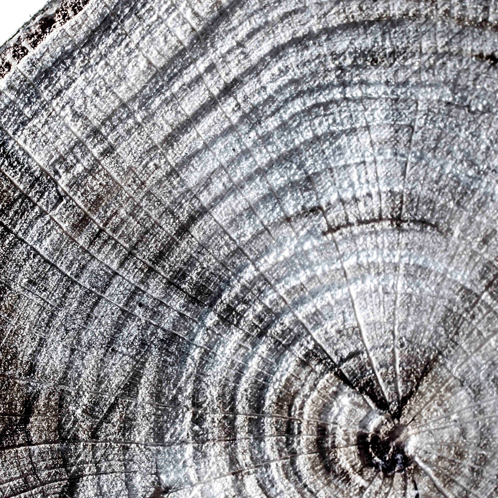 Beech Tree Ring Photography INSTANT DOWNLOAD Printable Art - Etsy