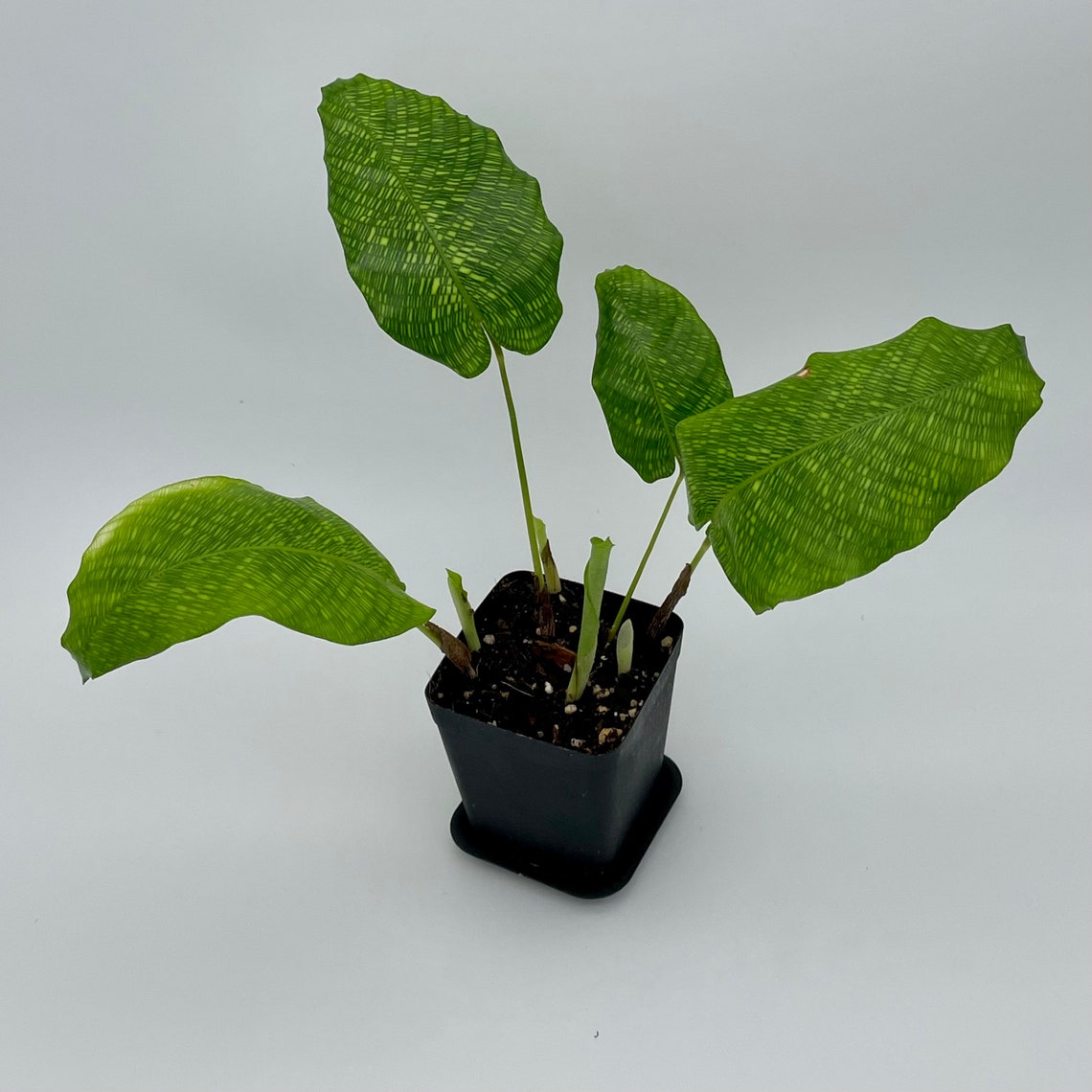 Calathea Musaica Calathea Network Plant Beautiful Foliage - Etsy