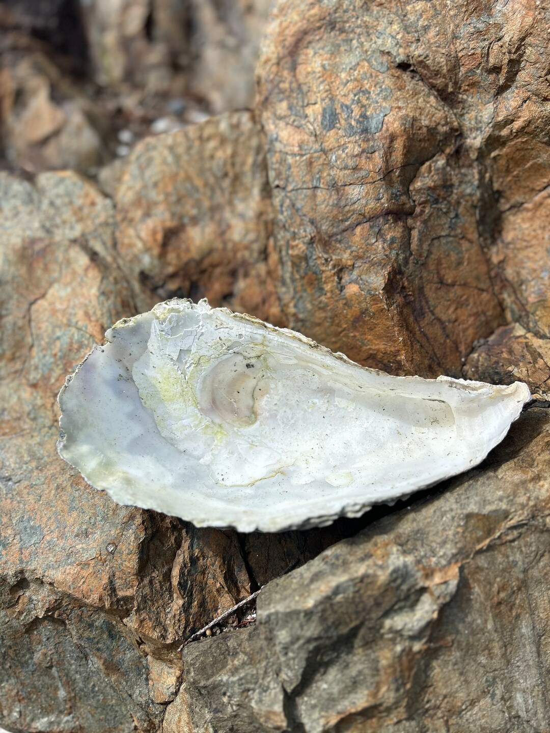 Large Oyster Shell, 1 6-12 Cup Shells. Colossal Oyster Shells & Rare ...