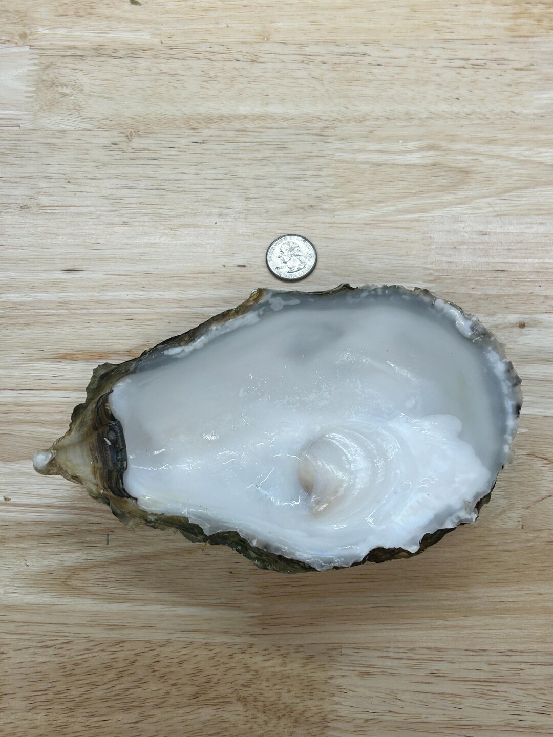 3 Wide Cup Rare Pacific Oyster Shells Sold Individually From 3-5 Long ...