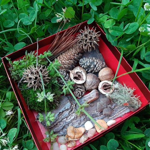 Forest Mix Box Forest Finds Box Woodland Decor Set Craft - Etsy