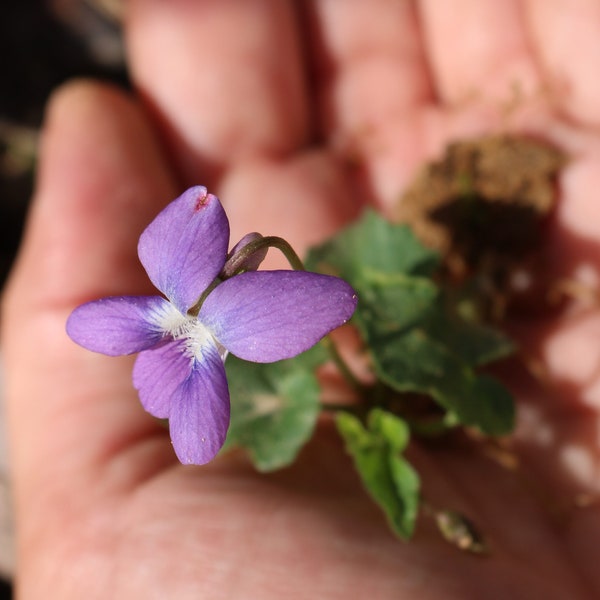 Wild Violet Seeds - Etsy