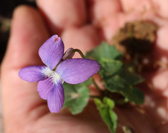 10 Wild Blue Violet Rhizomes Roots - Etsy