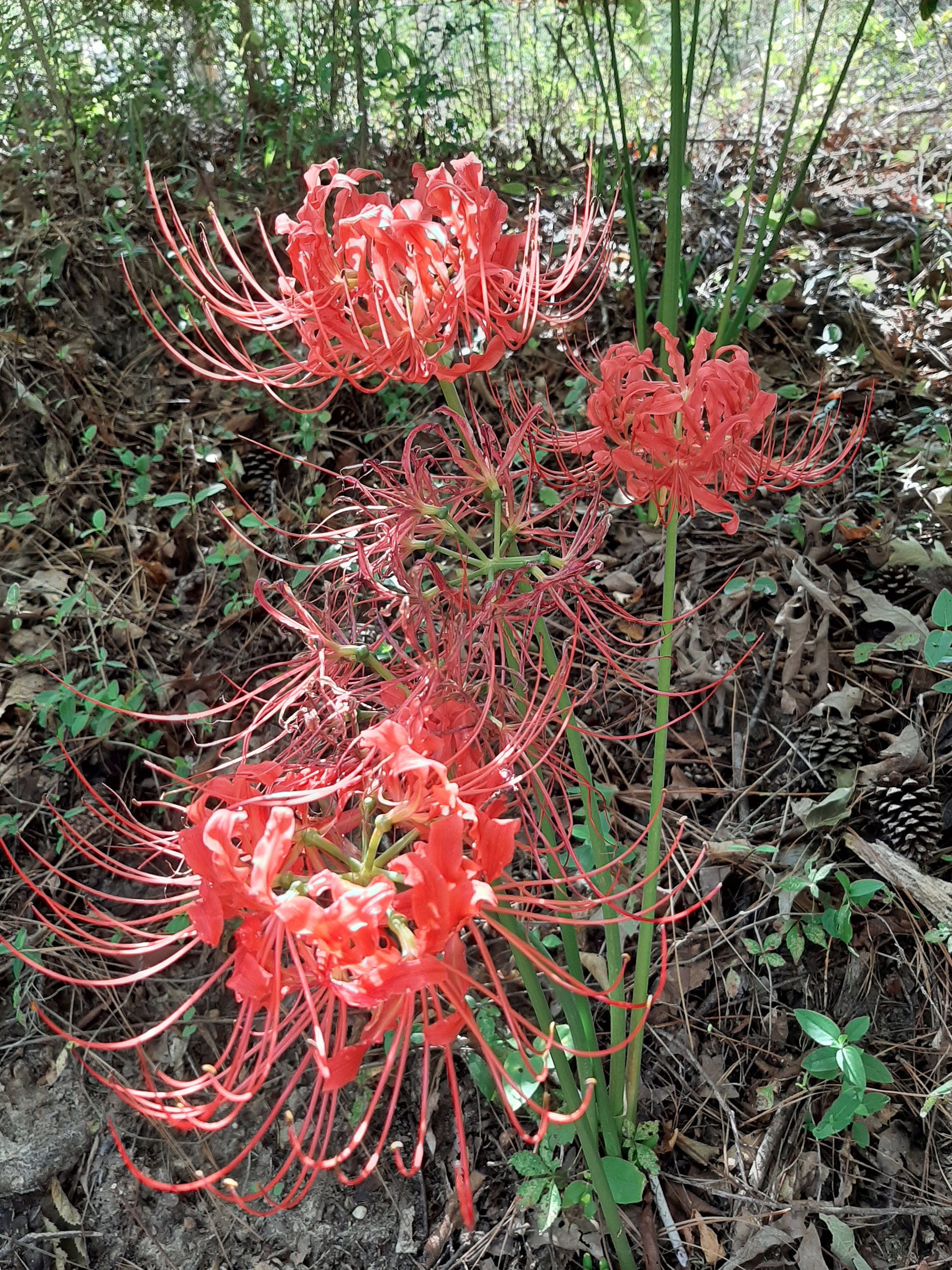 Red Spider Lily Hell Girl