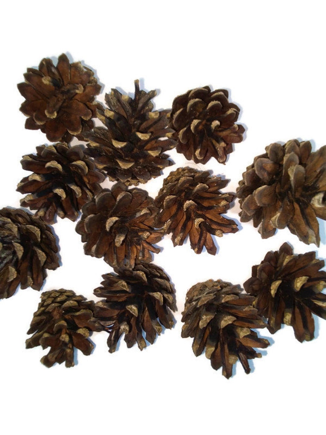 Pine Cone *20 / Natural Dried Cones / Floristry / Natural Home ...