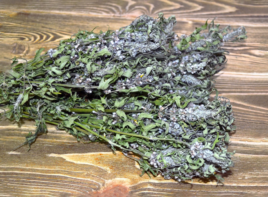 Leonuri Herba tea / motherwort tea herbs 1.4oz | Etsy