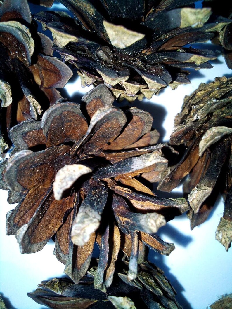 Pine Cone *20 / Natural Dried Cones / Floristry / Natural Home ...
