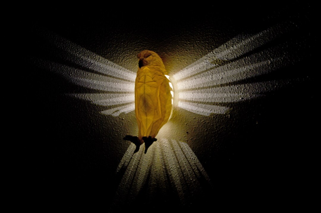 Eagle Wall Lamp, Battery Powered Lamp, Bald Eagle LED Wall Light, Bald ...