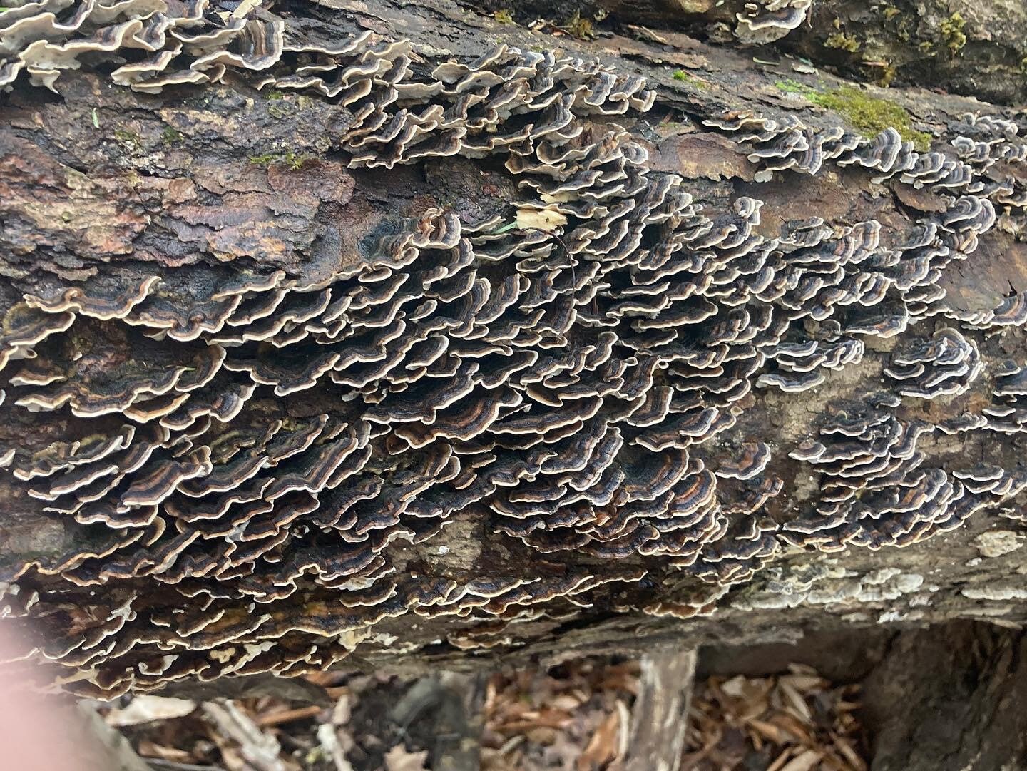 Dried Turkey Tail Mushrooms - Grade A Quality Ready for Tea or ...