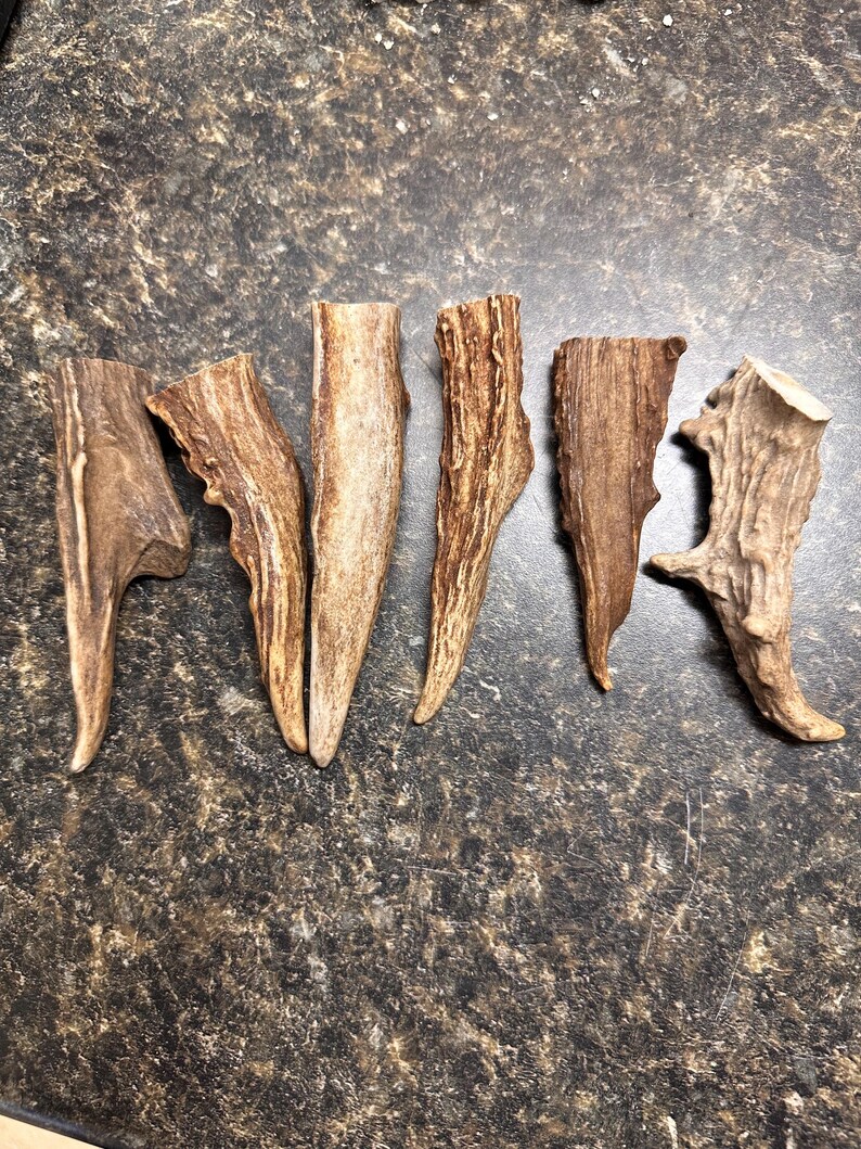 Gnarly Antler Tines / Shed Deer Antler Tips / Large - Etsy