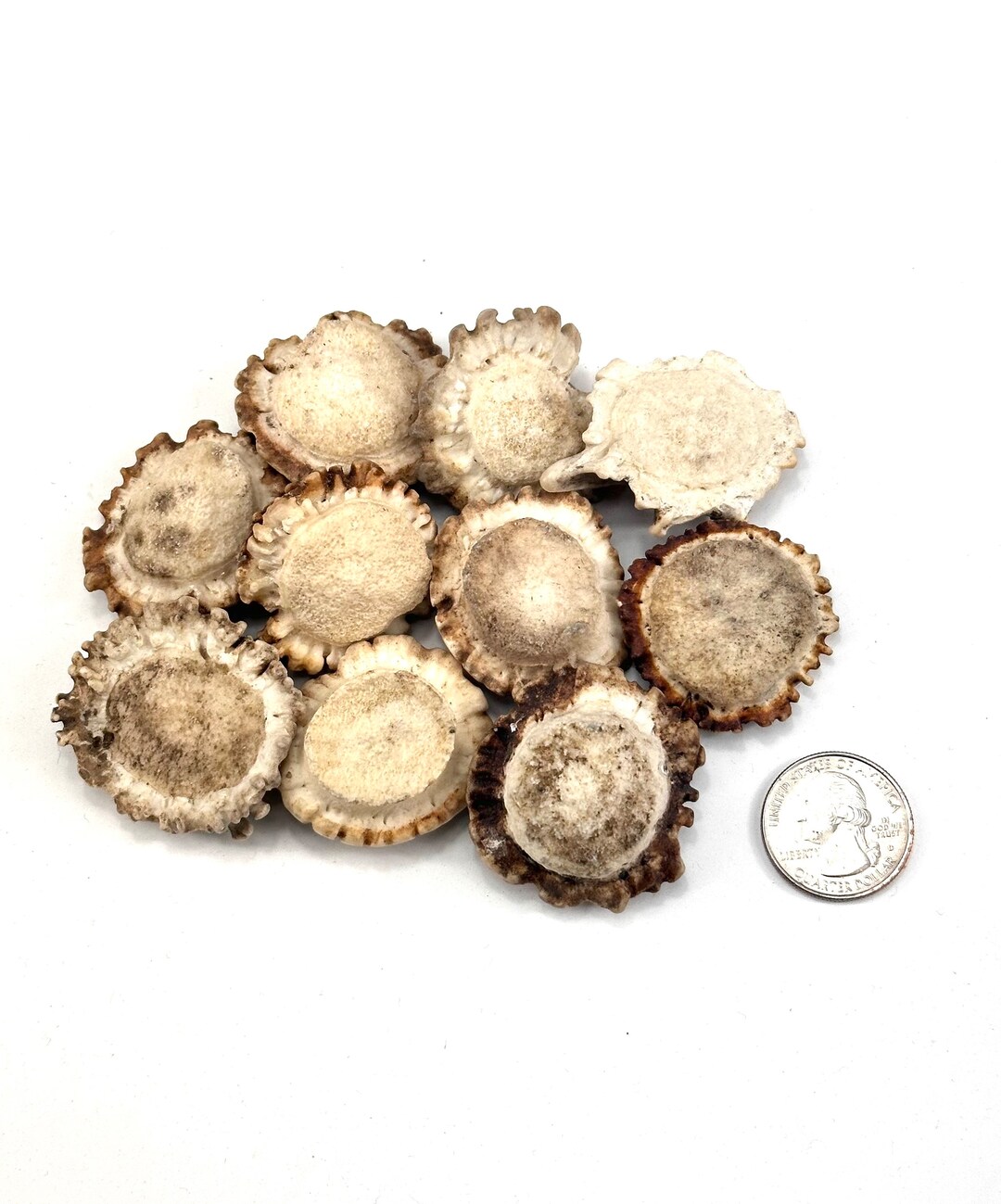 10 Assorted Deer Antler Burrs/buttons 1" to 1.5" /USA Shed Deer Antler ...