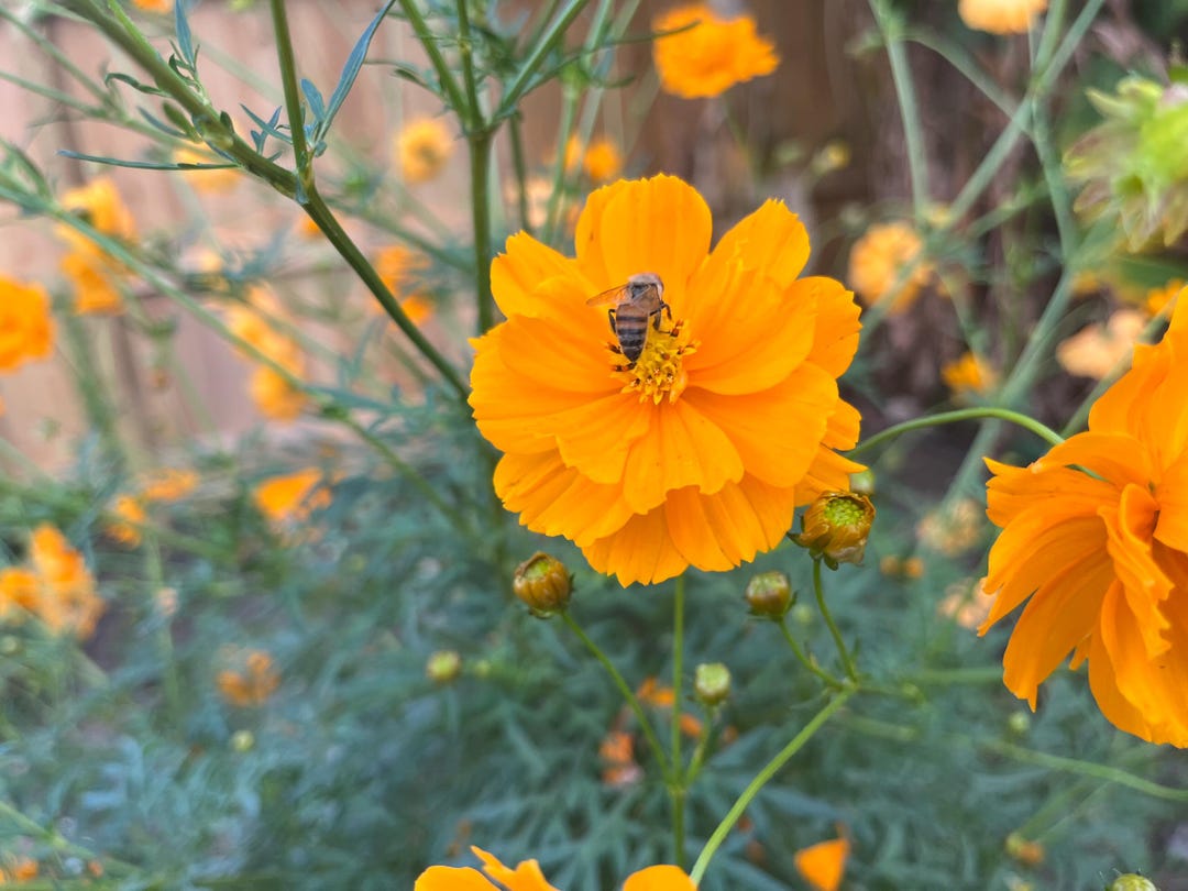 Cosmos Flower Seeds (cosmic Yellow) - Packet of 50 Seeds - Etsy